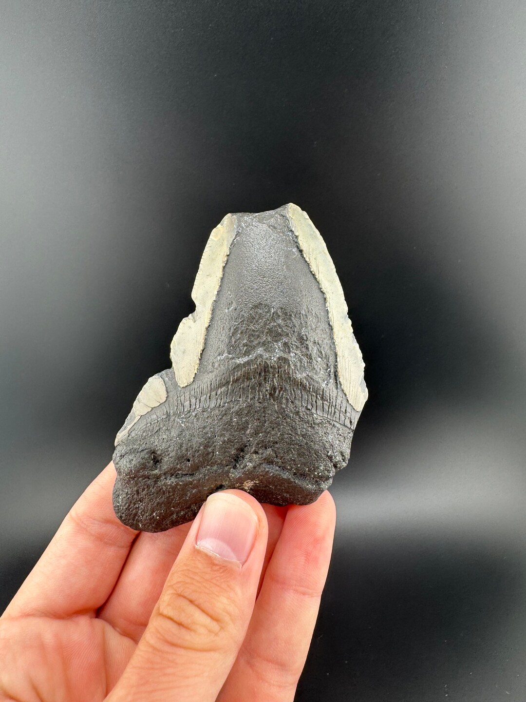Megalodon Tooth 3 Inches From South Carolina, Coast, Shark Tooth, Shark ...