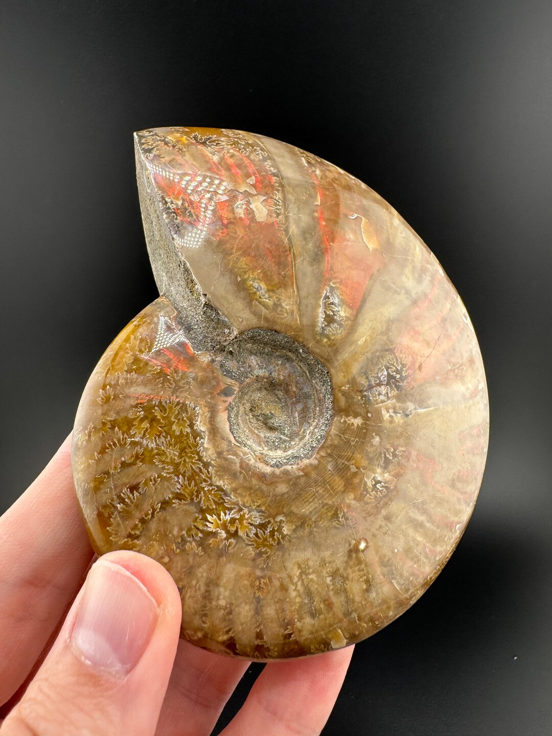 Red Flash Ammonite, Iridescent Ammonite, Red Opalized Ammonite ...