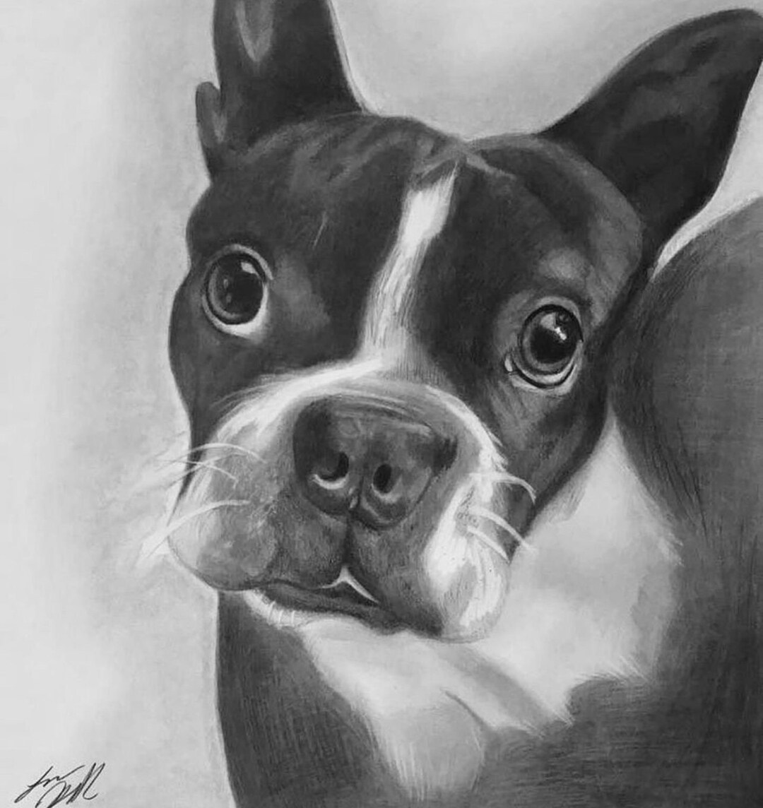 Custom Graphite Pet Portraits - Etsy