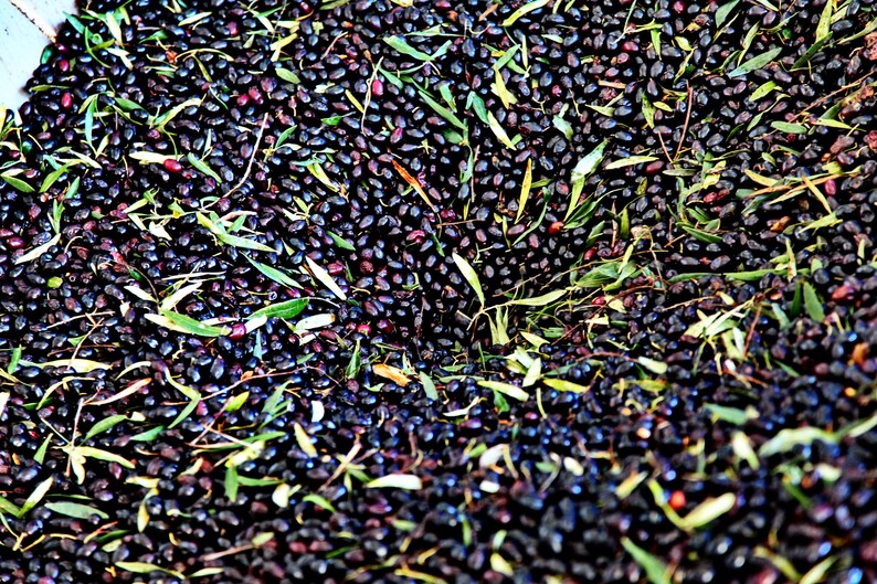 Whole Kalamata Olives 2kg Barrel - Etsy