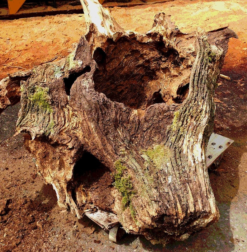 Amazing Oak Root Stump - Etsy UK