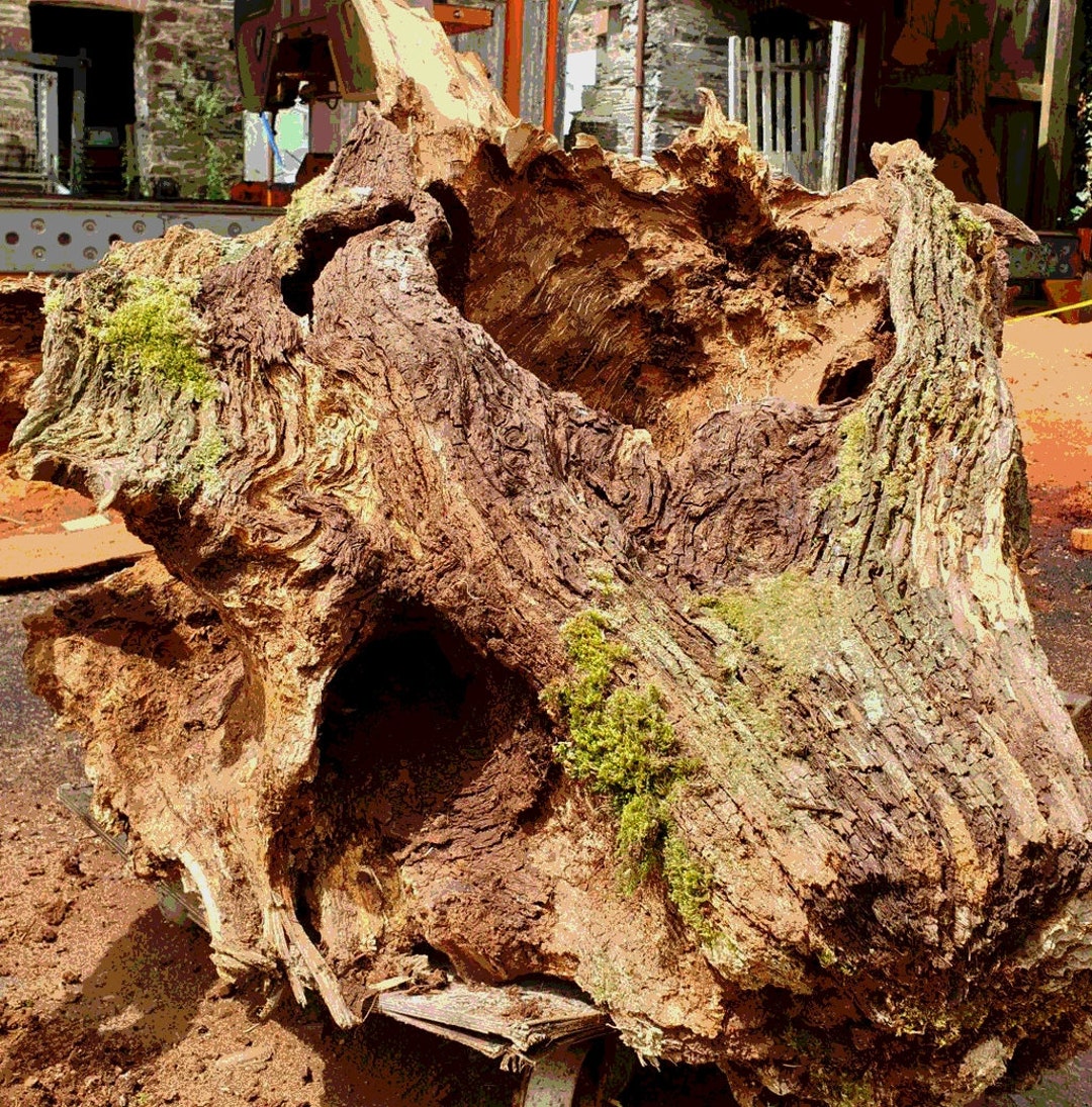Amazing Oak Root Stump - Etsy UK