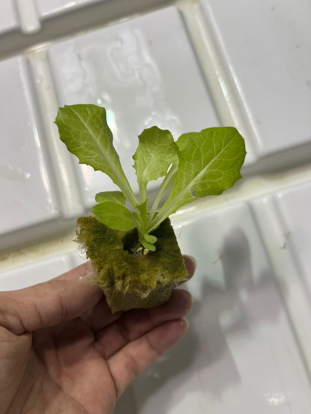 Cherokee Lettuce - Etsy