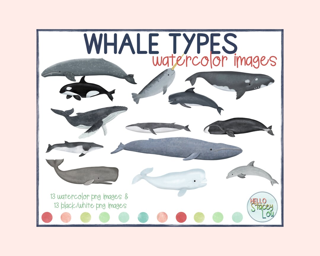 Whale Types Watercolor Clipart - Etsy