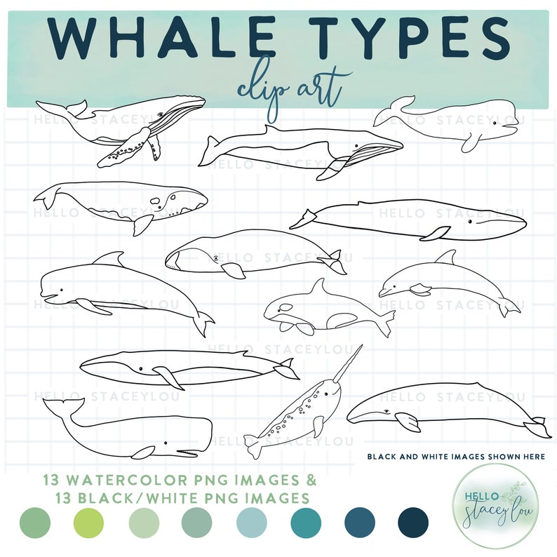 Whale Types Watercolor Clipart - Etsy