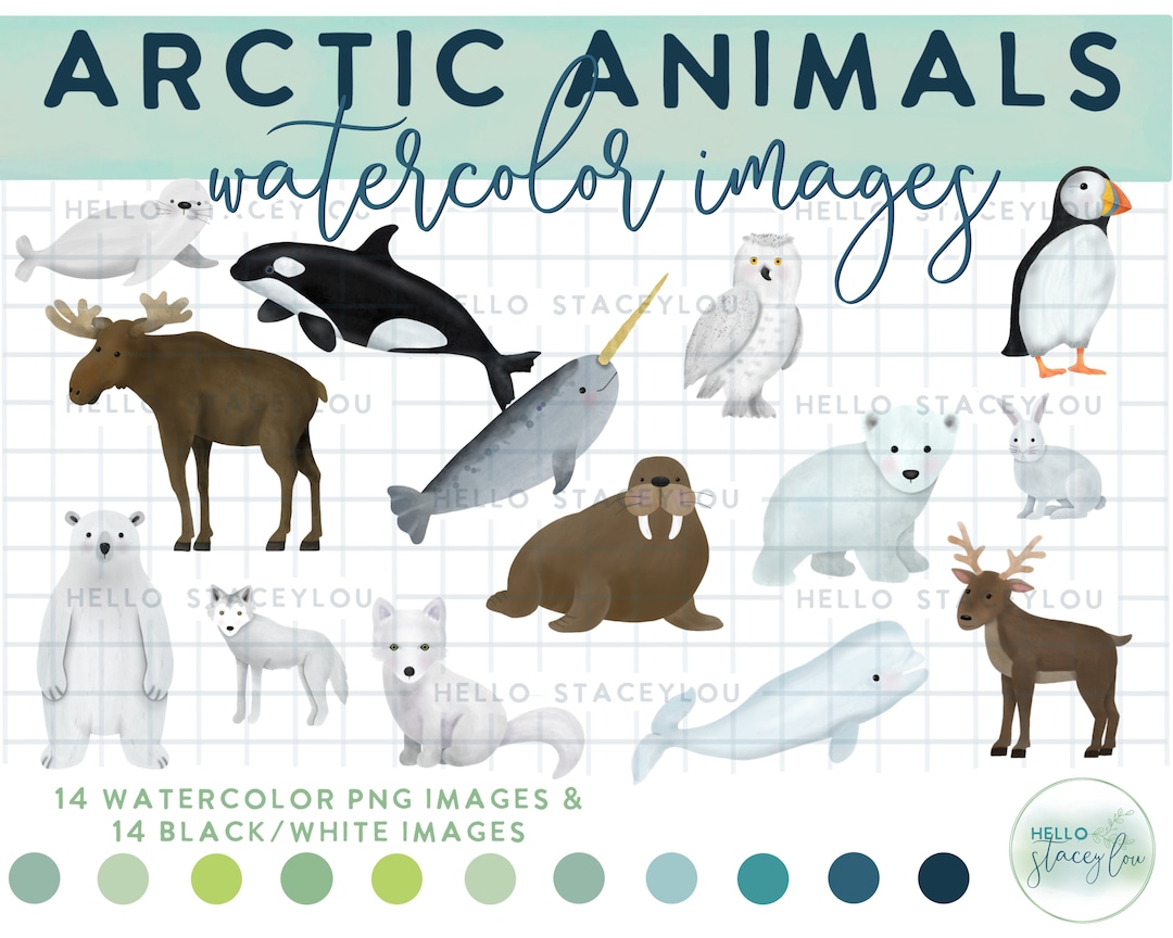 Arctic Animals Watercolor Clipart - Etsy
