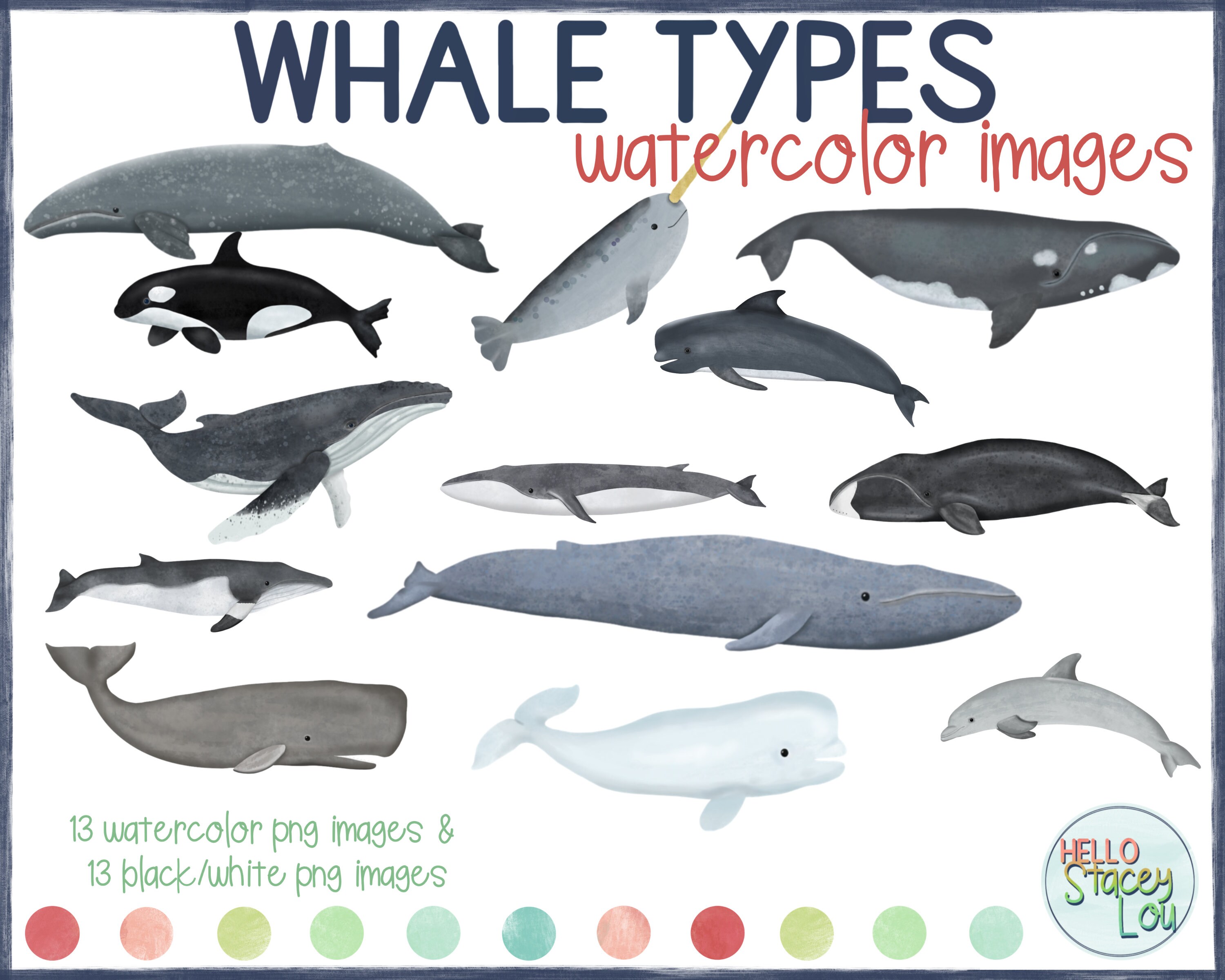 Whale Types Watercolor Clipart - Etsy