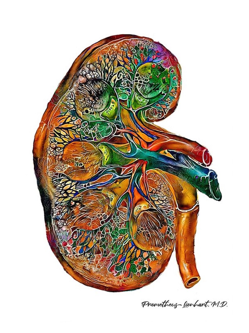 Kidney Anatomy in Bright Color Ready to Hang Canvas Anatomy - Etsy