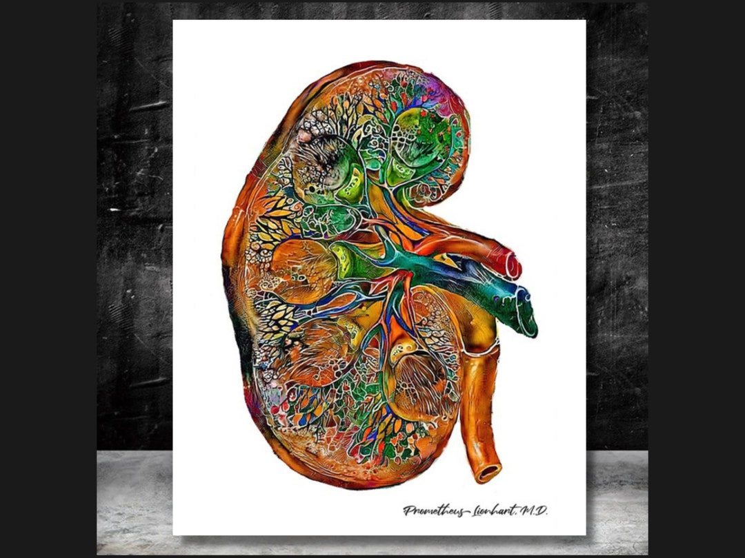 Kidney Anatomy in Bright Color, Ready to Hang Canvas, Anatomy Radiology ...