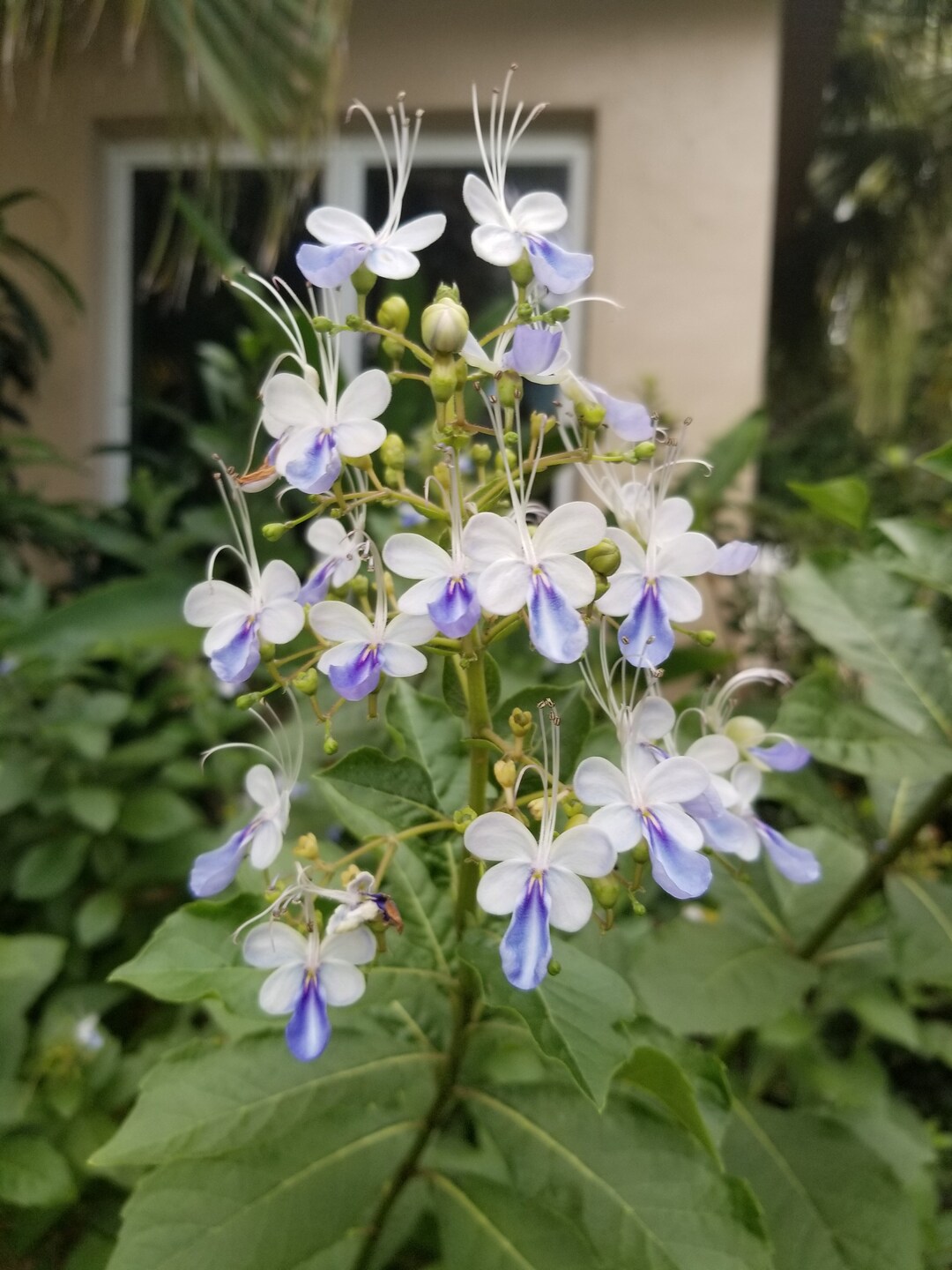 Rotheca Myricoides blue Butterfly Bush ORGANIC - Etsy