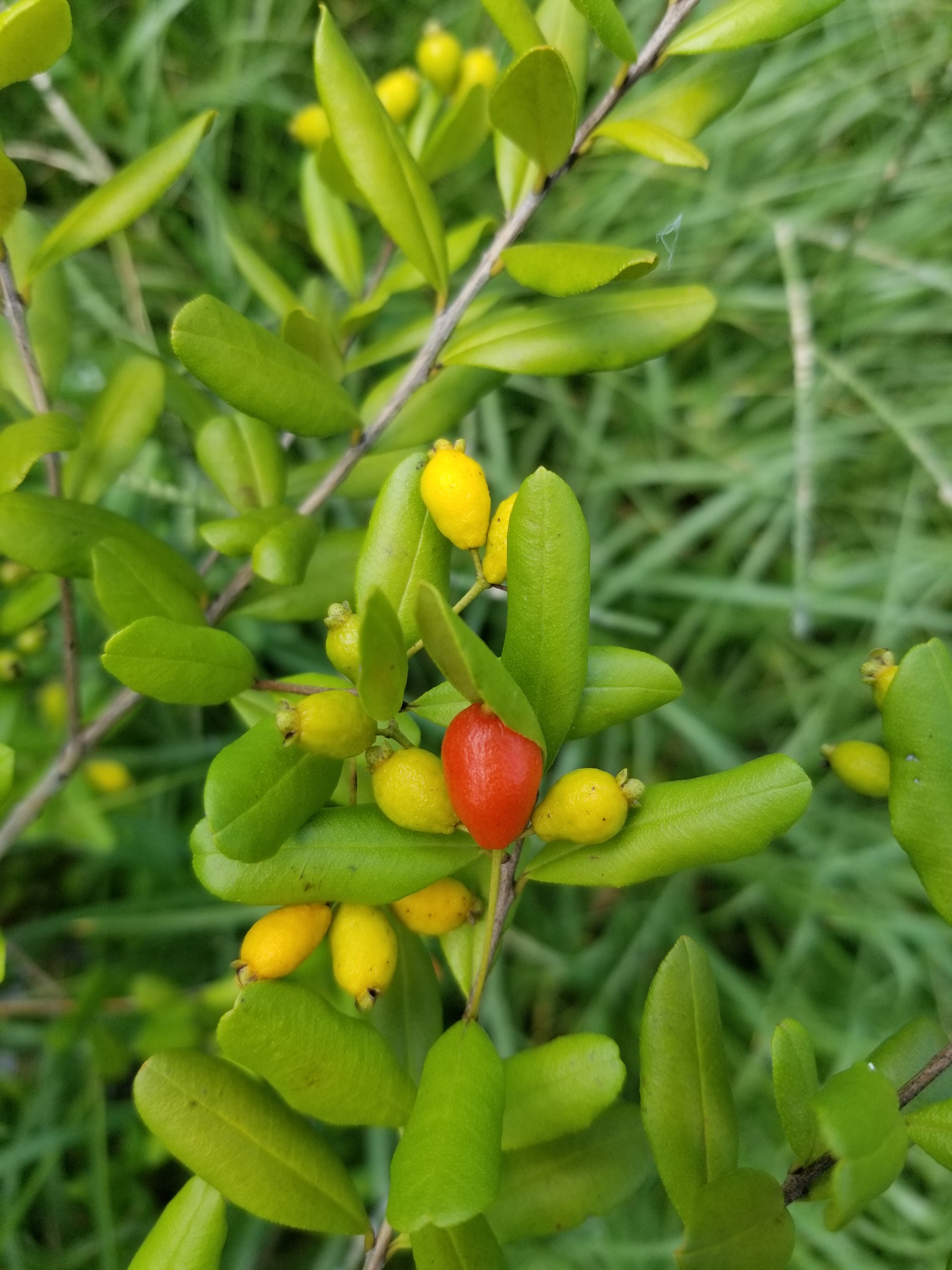 Myrcianthes Fragrans dwarf Simpson's Stopper Seedling ORGANIC - Etsy