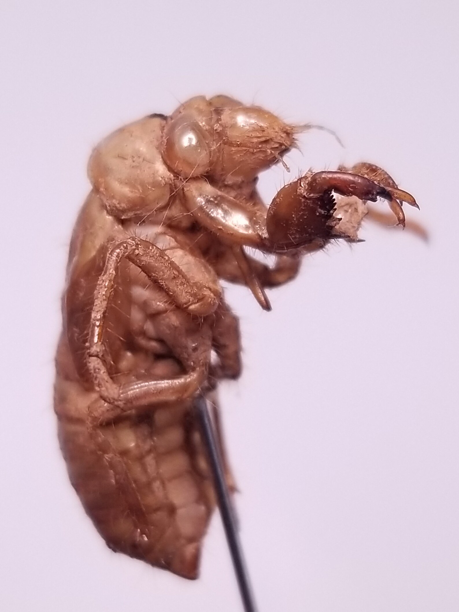 Handpicked Cicada Shells From the 2024 Brood Emergence - Etsy