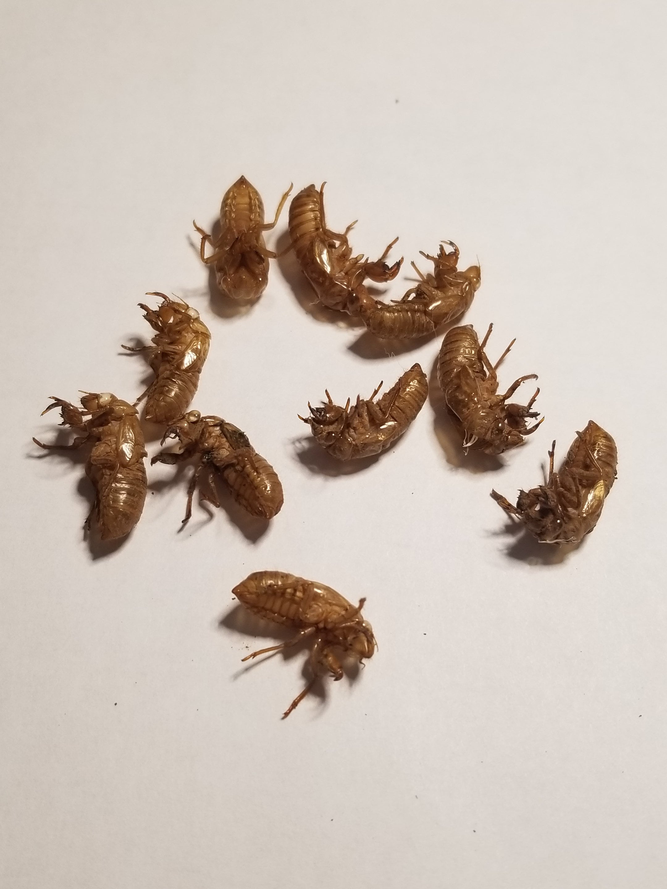 Handpicked Cicada Shells From the 2024 Brood Emergence - Etsy