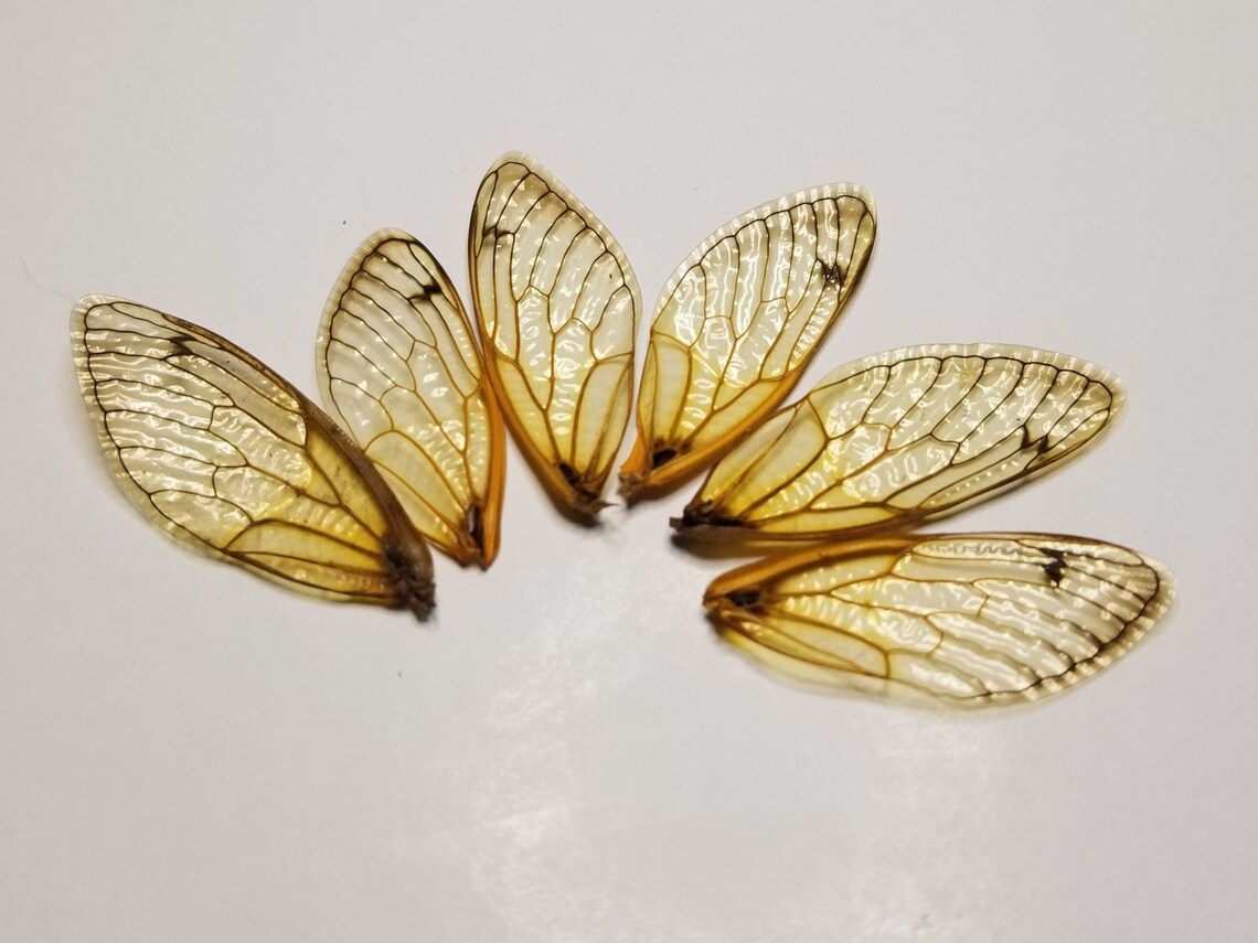 Cicada Wings Natures Charm for Fairy Crafts and Mystical Creations - Etsy