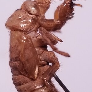 Handpicked Cicada Shells From the 2024 Brood Emergence - Etsy