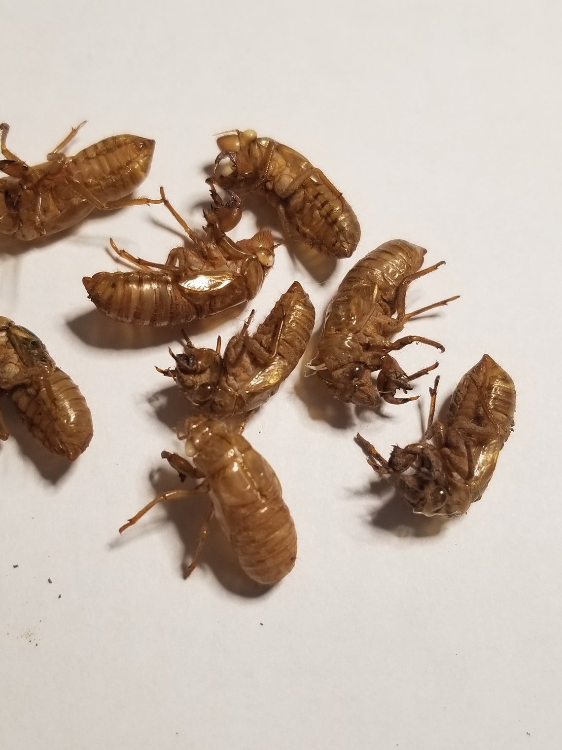 Handpicked Cicada Shells From the 2024 Brood Emergence - Etsy