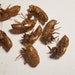 Handpicked Cicada Shells From the 2024 Brood Emergence - Etsy