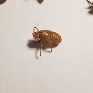 Handpicked Cicada Shells From the 2024 Brood Emergence - Etsy