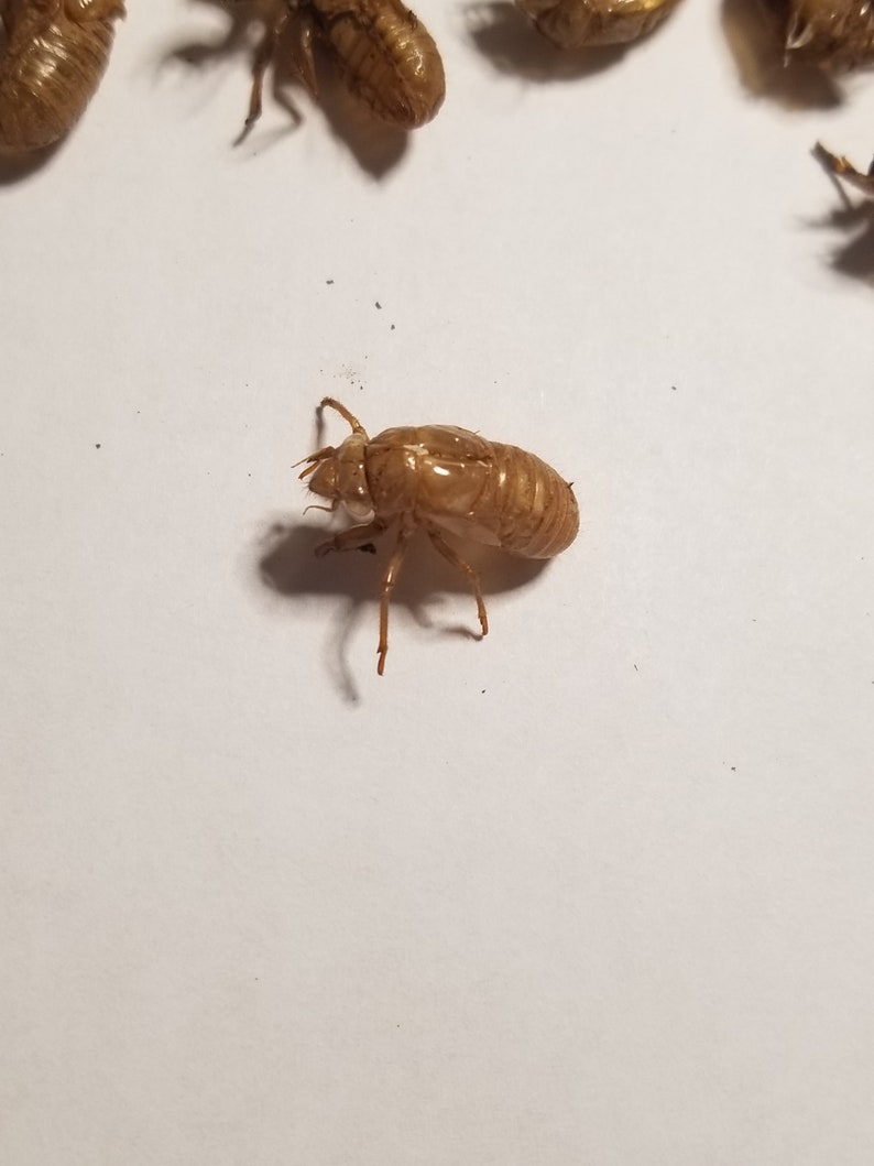 Handpicked Cicada Shells From the 2024 Brood Emergence - Etsy