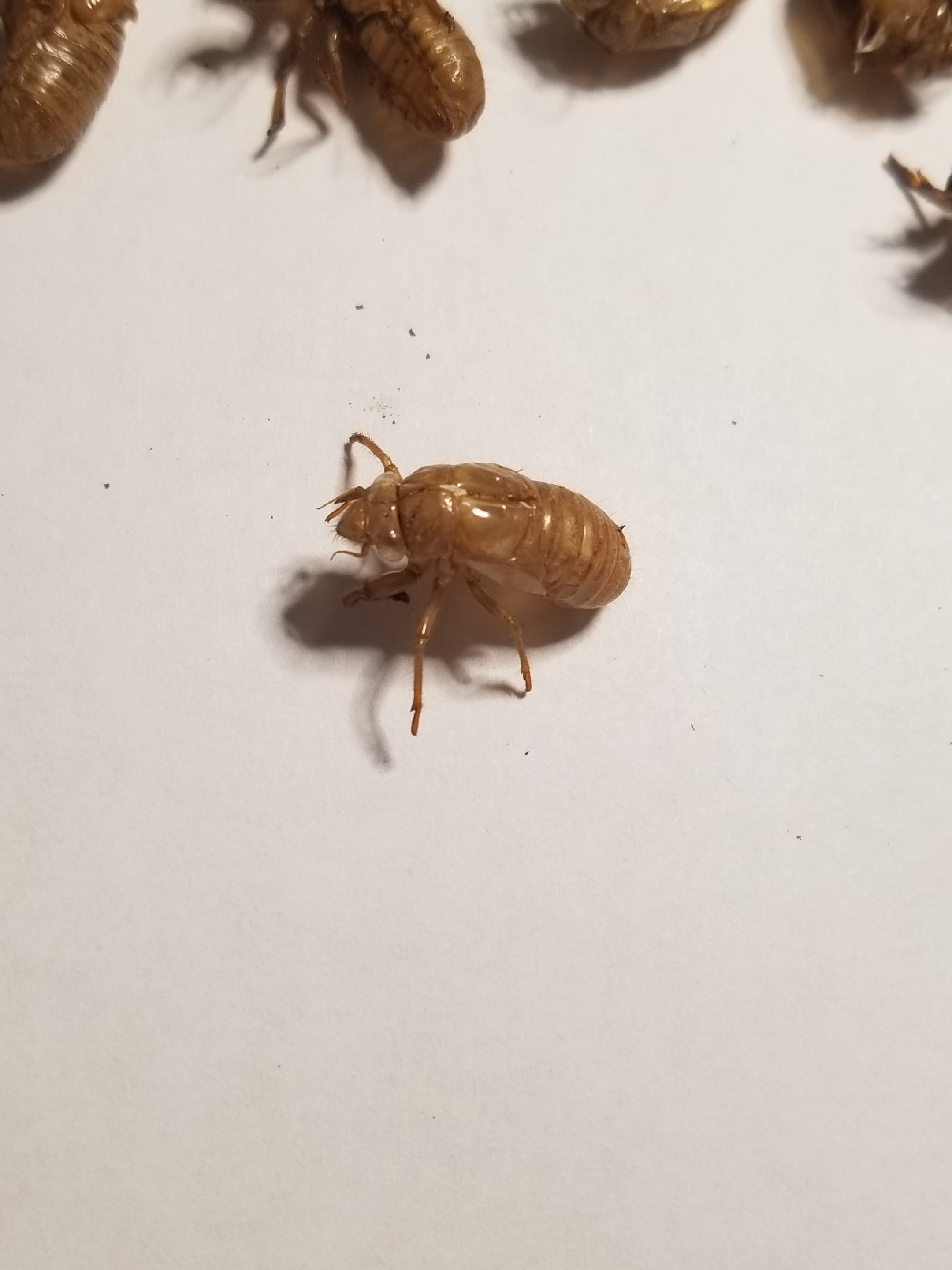 Handpicked Cicada Shells From the 2024 Brood Emergence - Etsy