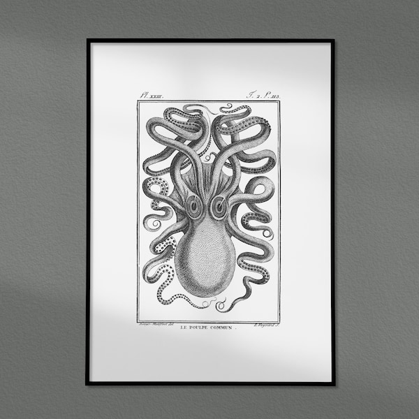 Squid Drawing - Etsy