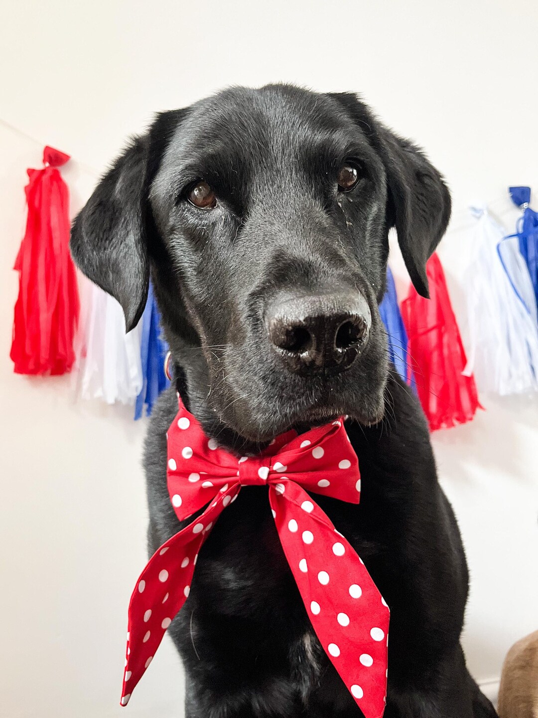 Sassy Red and White Polka Dot Sailor Bow Tie for Dog, Red Dog Bow Tie ...