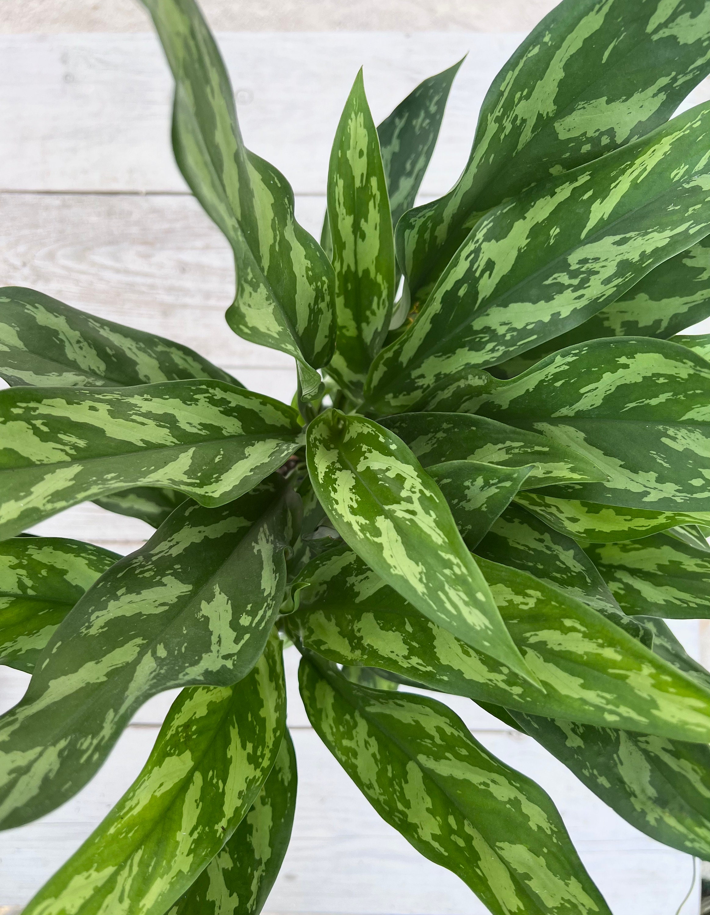 6" Aglaonema Mary Ann - Etsy