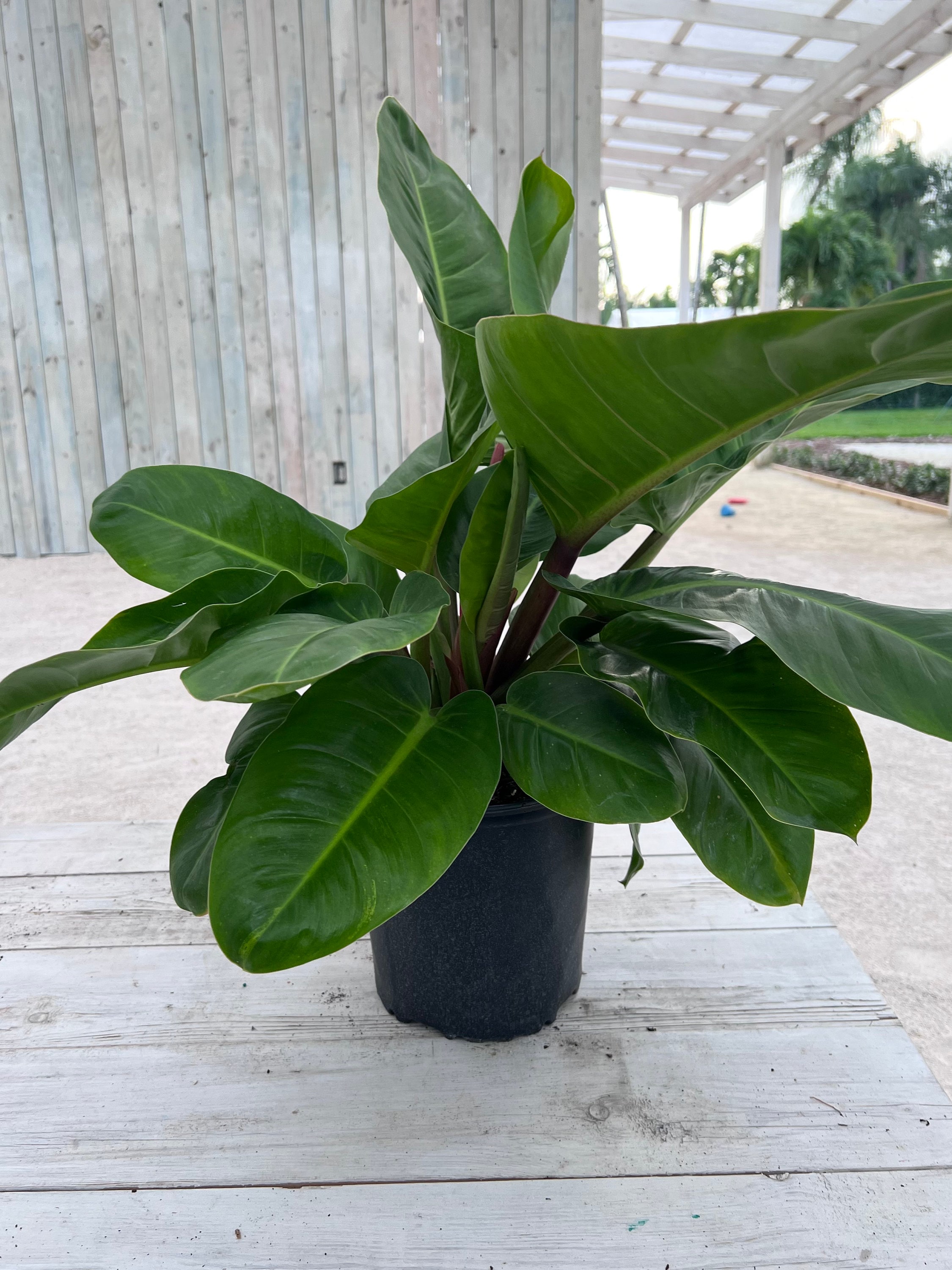 6" Philodendron Imperial Green - Etsy