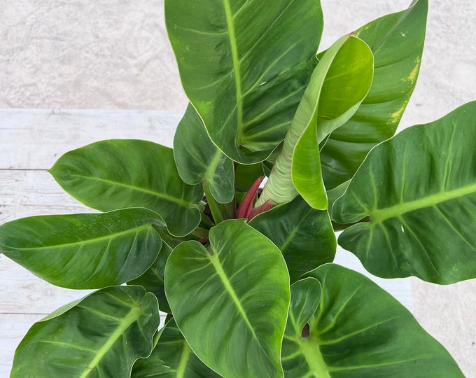 Philodendron 'imperial Green', Green Philodendron, Upright Philodendron ...