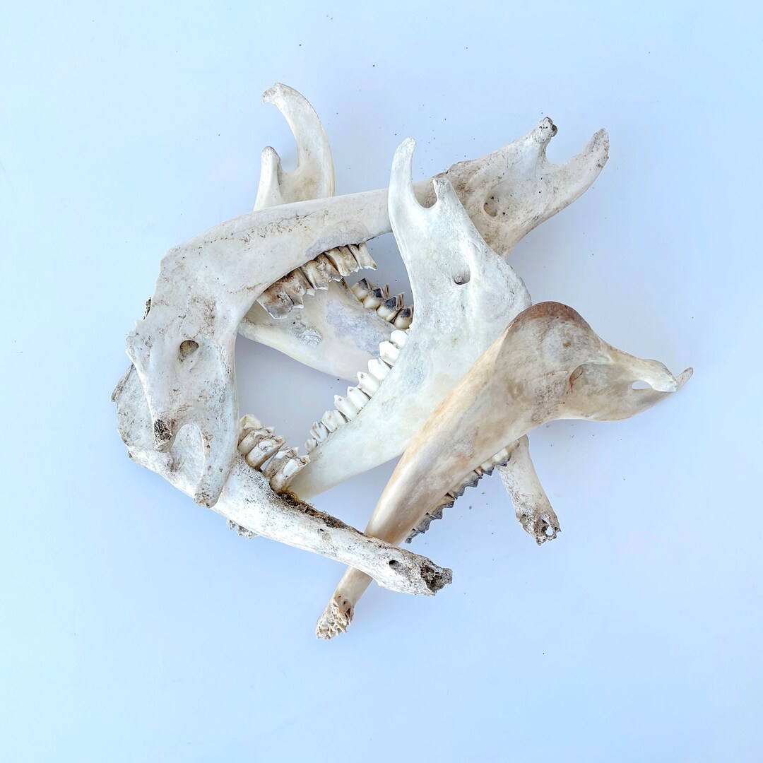Real Sheep Jaws Taxidermy Ethically Sourced large - Etsy