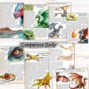 Dragons Unit Study, Mythology Unit Study, Dragon Anatomy, Dragon Life ...