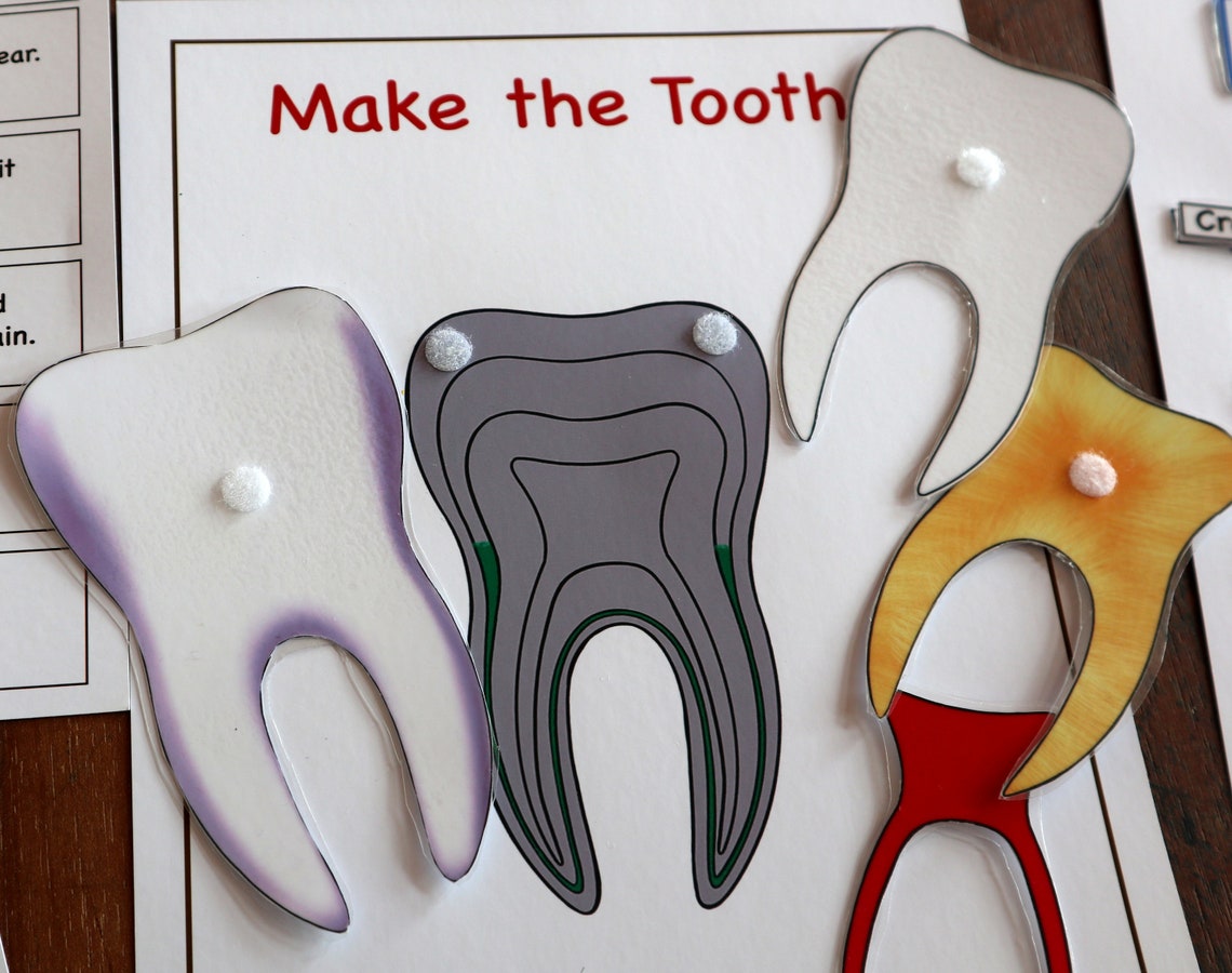 Human Tooth Anatomy Printable Activity Tooth Nomenclature - Etsy