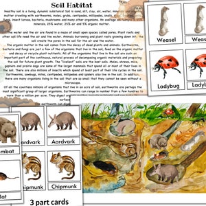 Garden Unit Study, Roots Anatomy, Seed Anatomy, Soil Layers, Roots ...