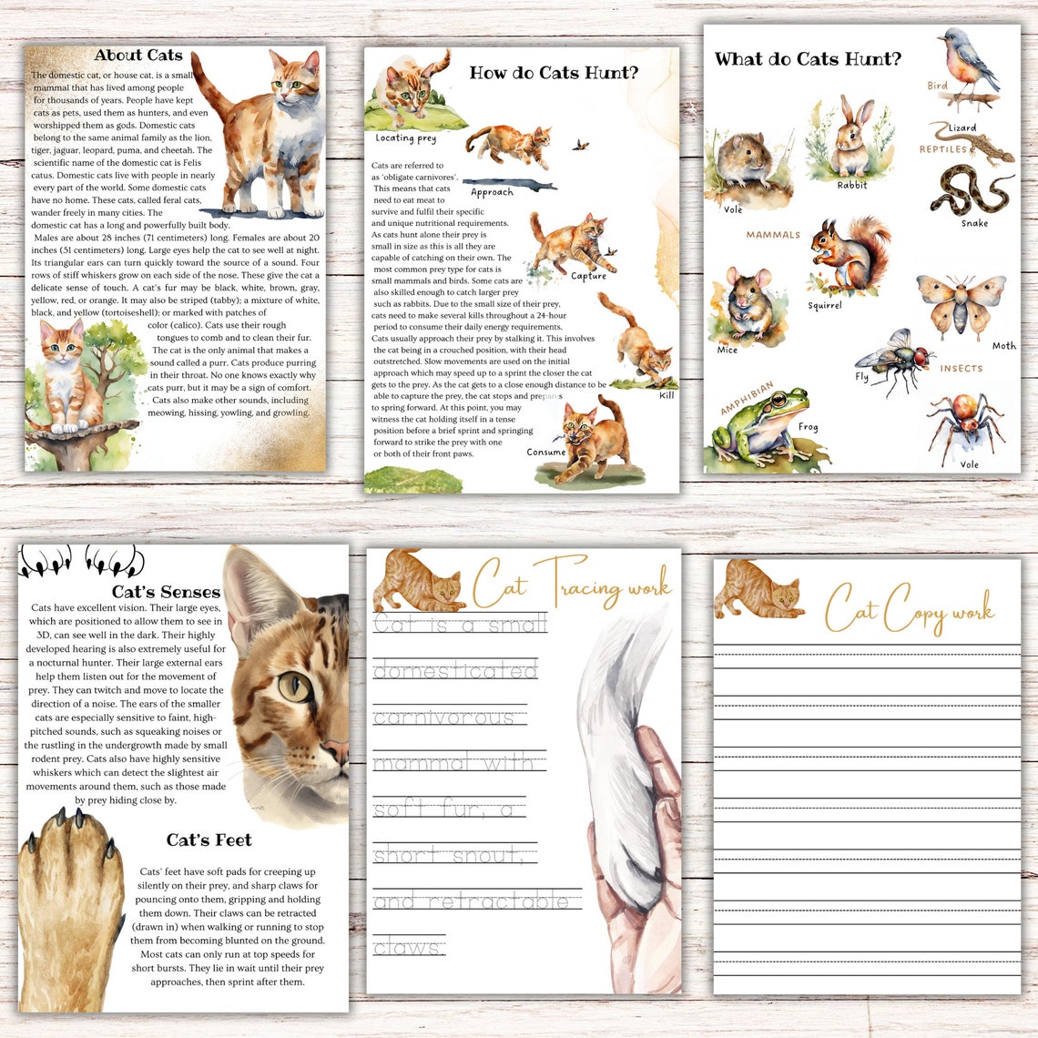 Cat Unit Study, Cat Anatomy, Tiger Anatomy, Big Cats Unit, Cat ...