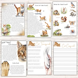 Cat Unit Study, Cat Anatomy, Tiger Anatomy, Big Cats Unit, Cat ...