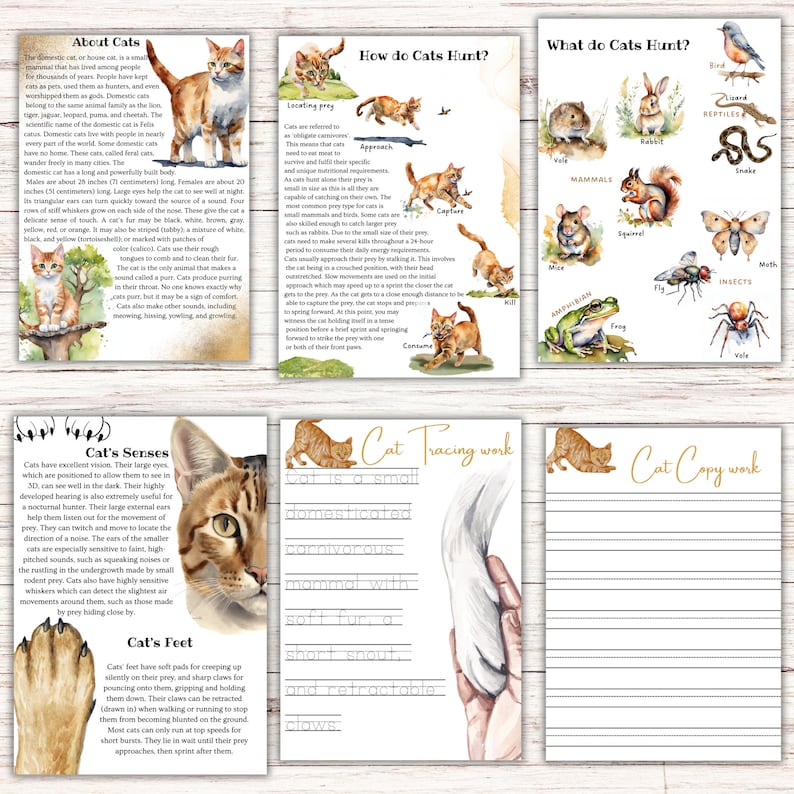 Cat Unit Study, Cat Anatomy, Tiger Anatomy, Big Cats Unit, Cat ...