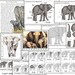Mammals Unit Study, Elephant Unit Study, Bat Unit Study, Whale Unit ...