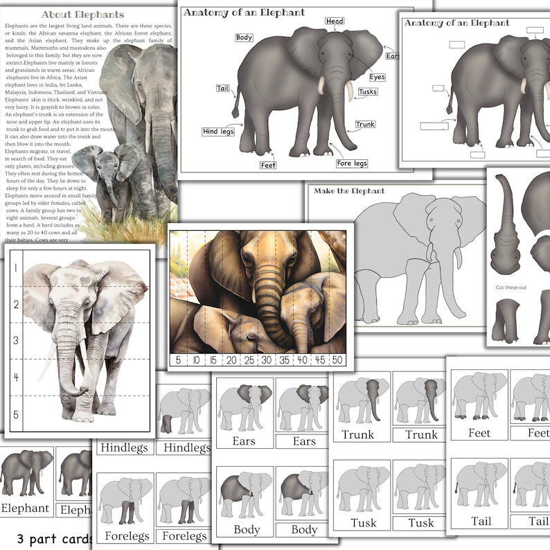Mammals Unit Study, Elephant Unit Study, Bat Unit Study, Whale Unit ...