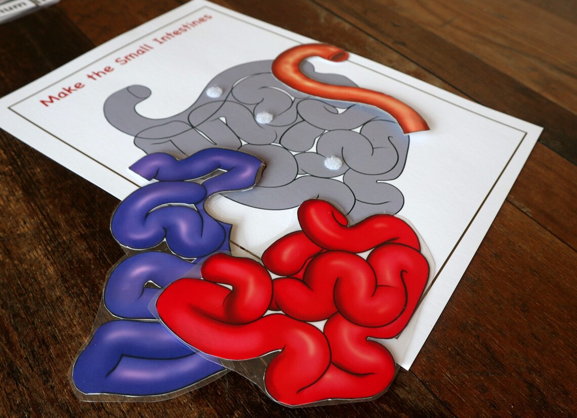 Human Small Intestines Anatomy Printable Activity Small - Etsy