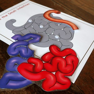 Human Small Intestines Anatomy Printable Activity, Small Intestines ...