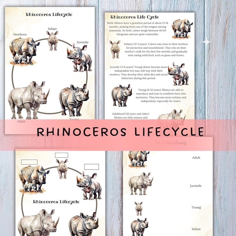 RHINOCEROS LIFE CYCLE, Rhinoceros Printable - Etsy