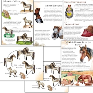Horse Unit Study, Horse 3 Part Cards, Horse Activities, Horse ...