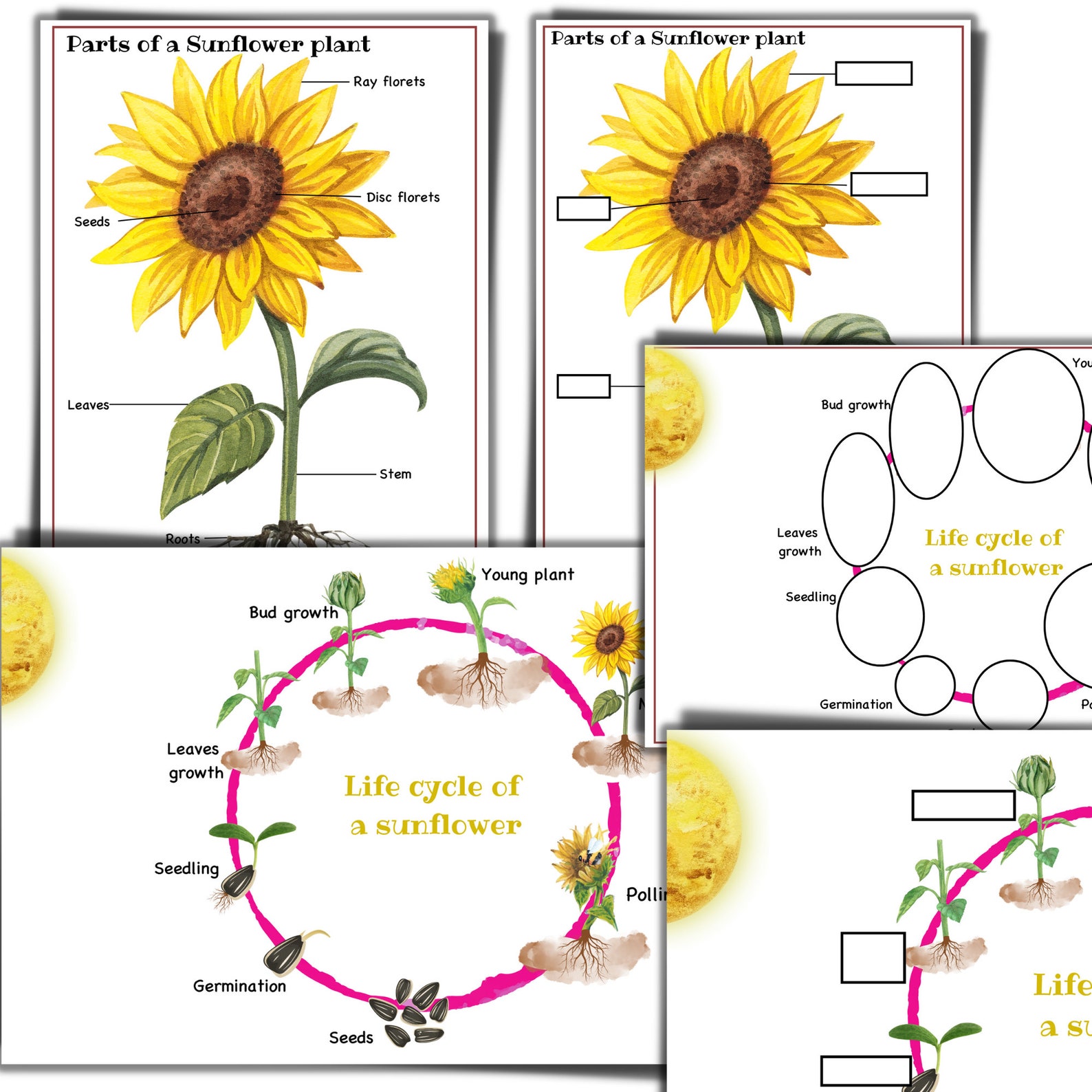 Flowers Unit Study,parts of Flower, Sunflower Life Cycle, Spring Unit ...