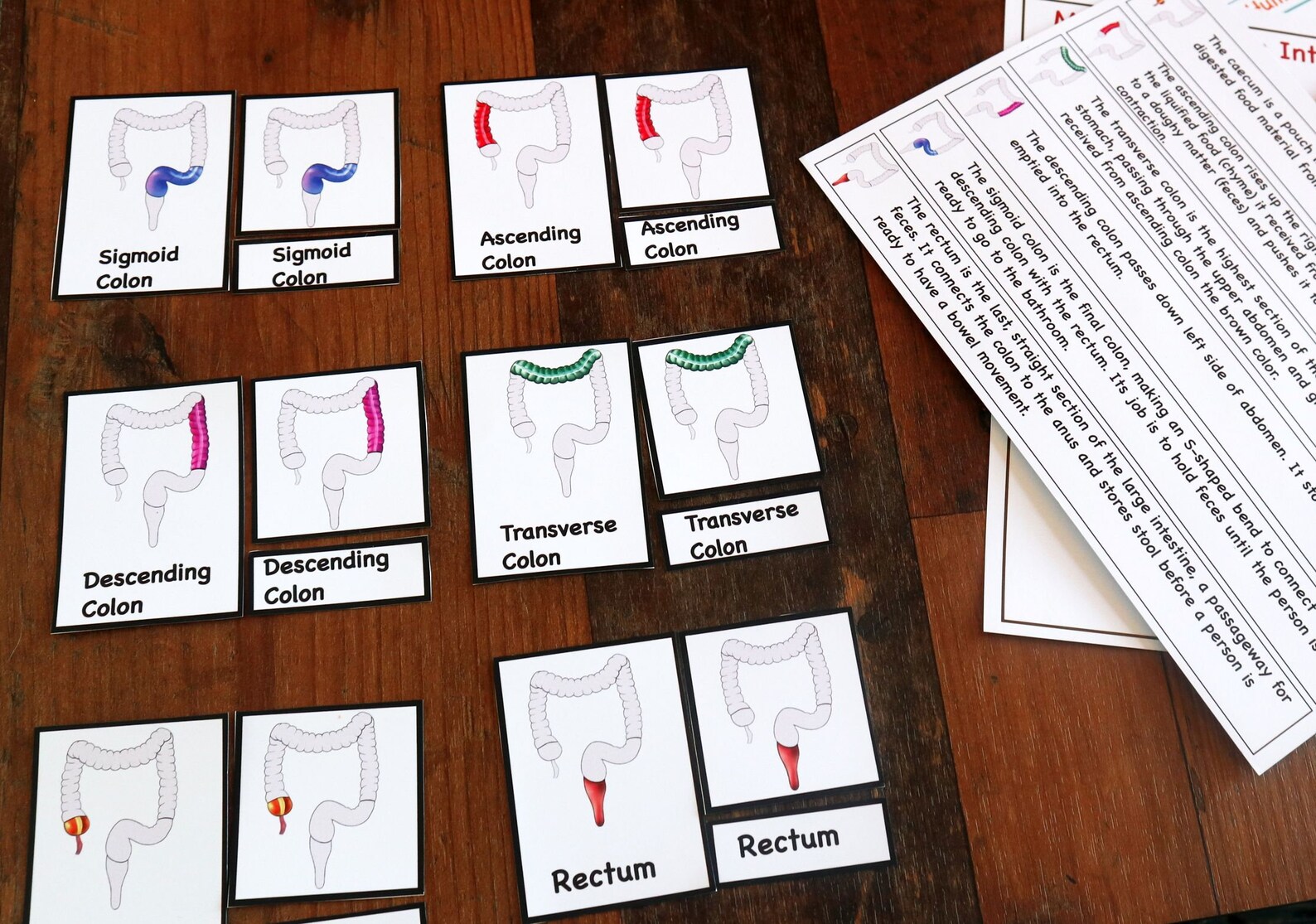 Human Large Intestines Anatomy Printable Activity, Large Intestines ...