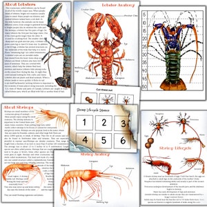 Beach Unit Study, Crab Unit Study, Seashore Animals, Lobster Anatomy ...