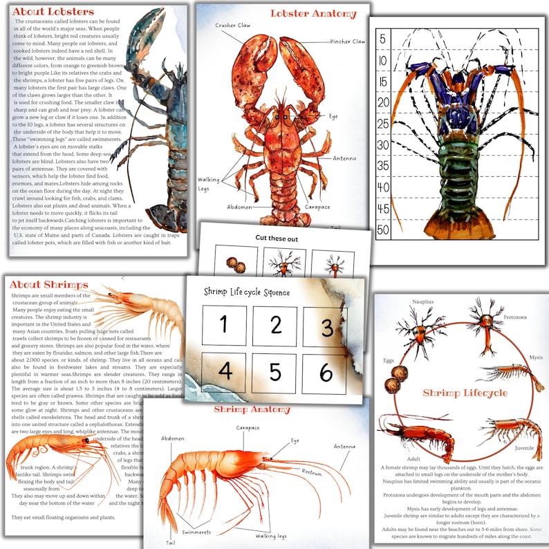 Beach Unit Study, Crab Unit Study, Seashore Animals, Lobster Anatomy ...