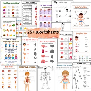 Human Body Unit Study, Skeleton Anatomy, Heart Anatomy, Brain Anatomy ...