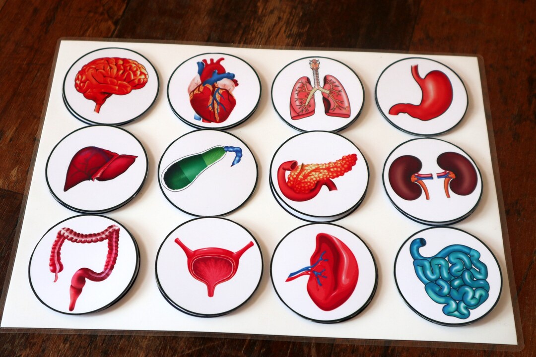 Human Organs Matching Printable, Parts of Human Body Flash Cards ...