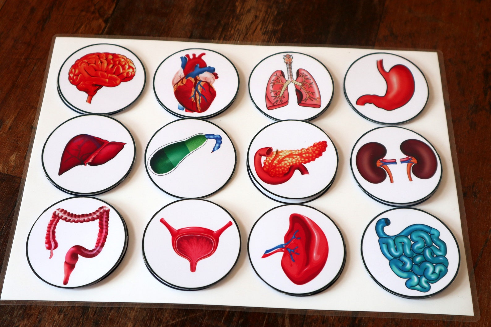 Human Organs Matching Printable Parts of Human Body Flash - Etsy