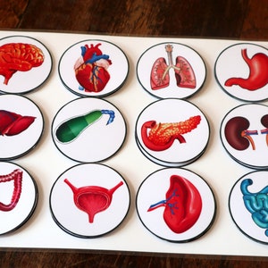 Human Organs Matching Printable, Parts of Human Body Flash Cards ...